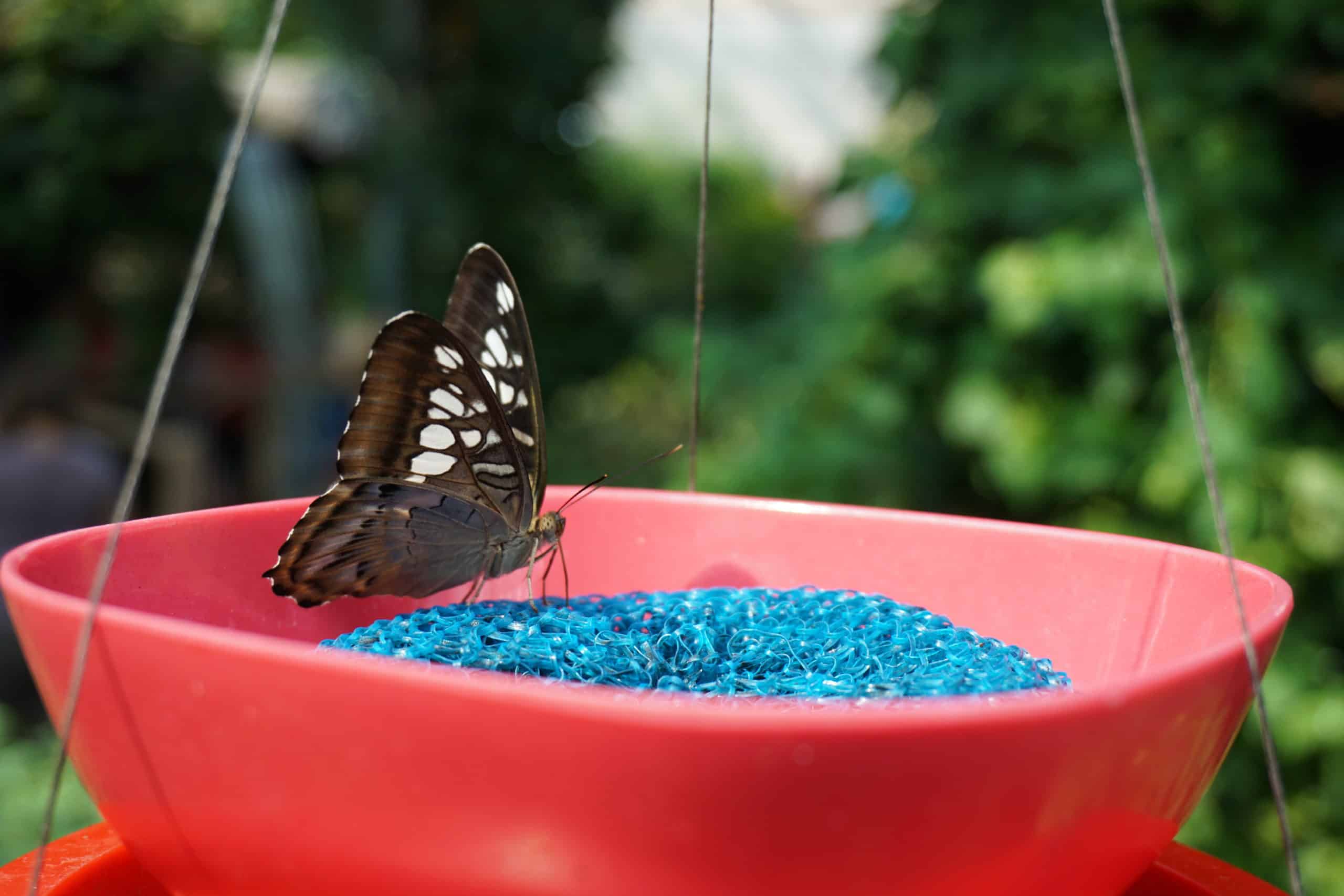 Visiting a Tropical Paradise at Cambridge Butterfly Conservatory - Gone ...