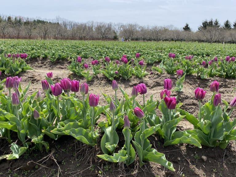 Celebrating Spring at Tasc Tulip Farm in the Niagara Region - Gone With ...