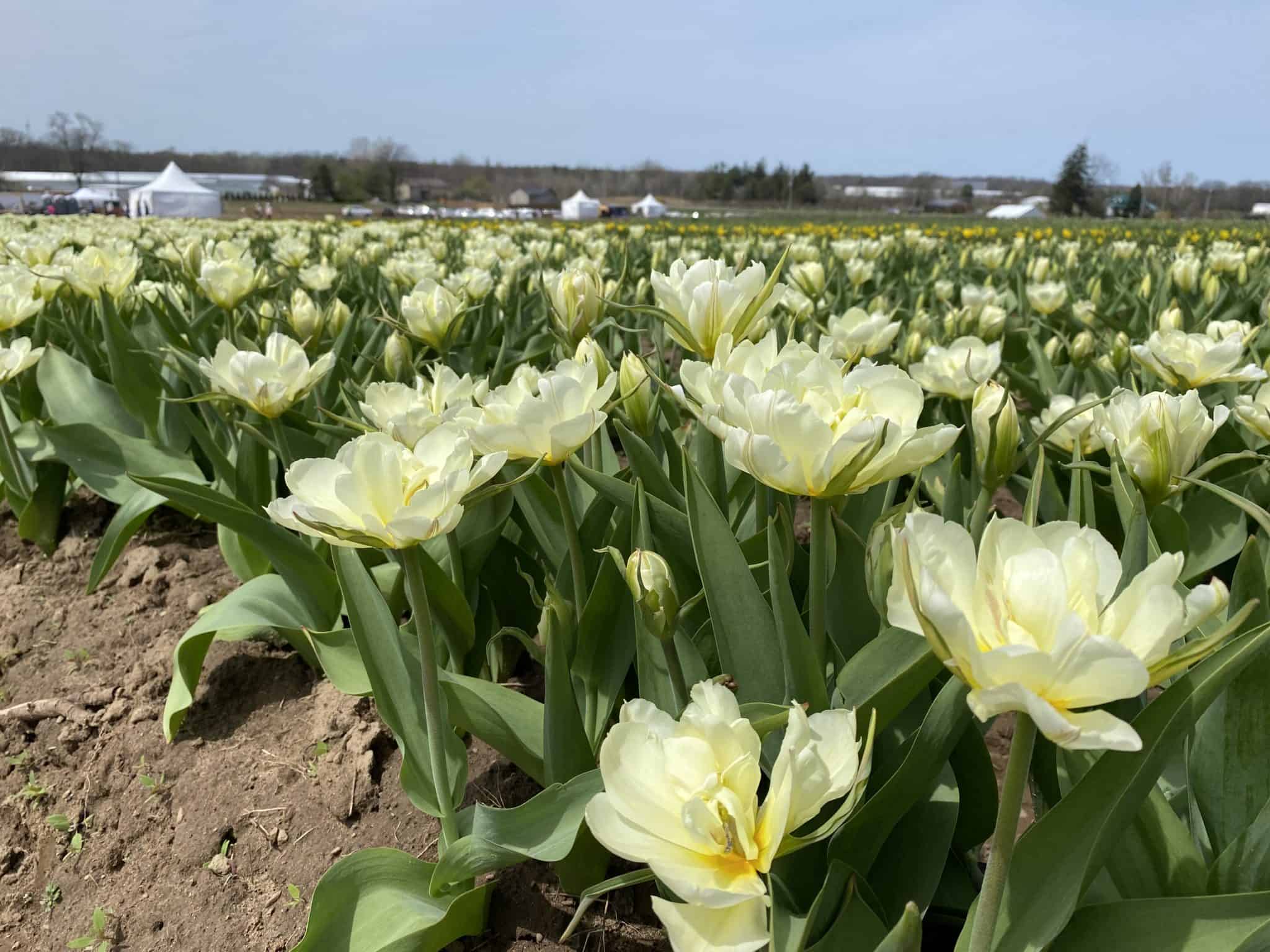 Celebrating Spring at Tasc Tulip Farm in the Niagara Region - Gone With ...