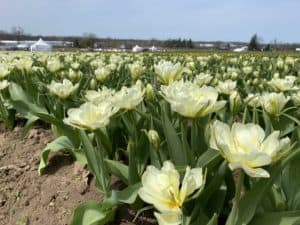 Celebrating Spring at Tasc Tulip Farm in the Niagara Region - Gone With ...