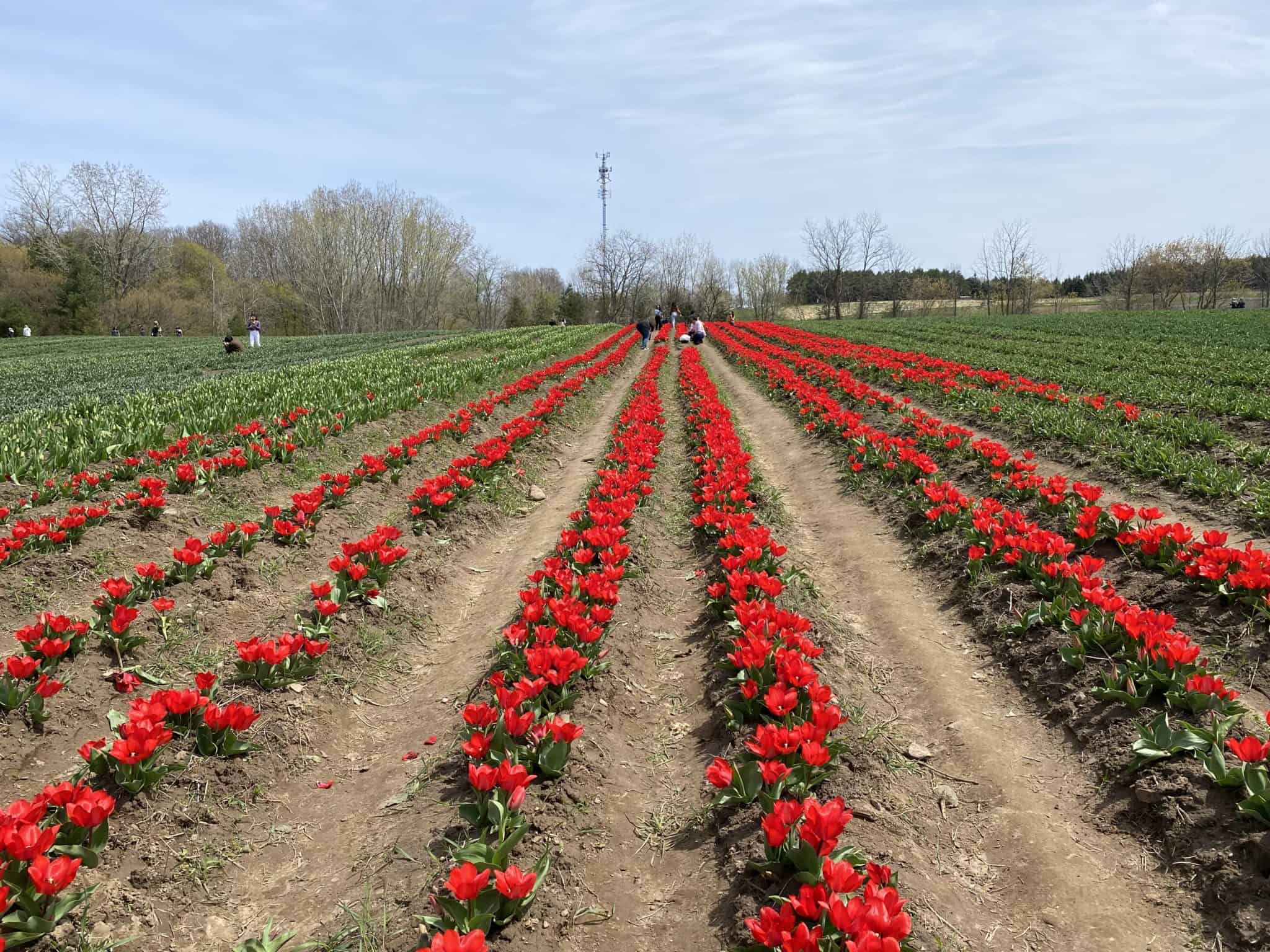 Celebrating Spring at Tasc Tulip Farm in the Niagara Region - Gone With ...