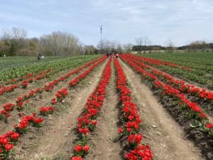 Celebrating Spring at Tasc Tulip Farm in the Niagara Region - Gone With ...