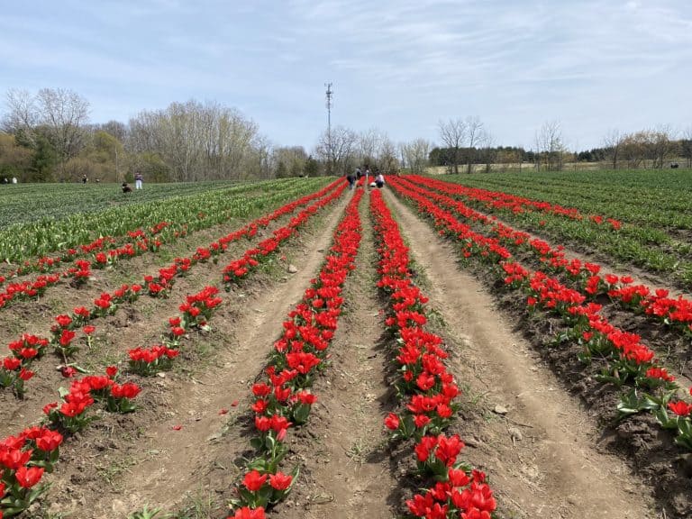 Celebrating Spring at Tasc Tulip Farm in the Niagara Region - Gone With ...