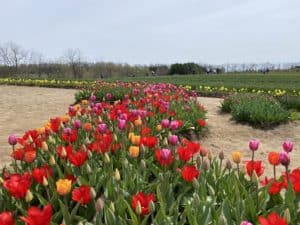 Celebrating Spring at Tasc Tulip Farm in the Niagara Region - Gone With ...
