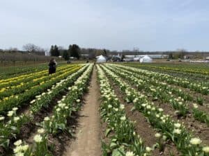 Celebrating Spring at Tasc Tulip Farm in the Niagara Region - Gone With ...
