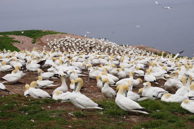 Visiting Percé Rock and Bonaventure Island - Gaspé Peninsula, Quebec ...