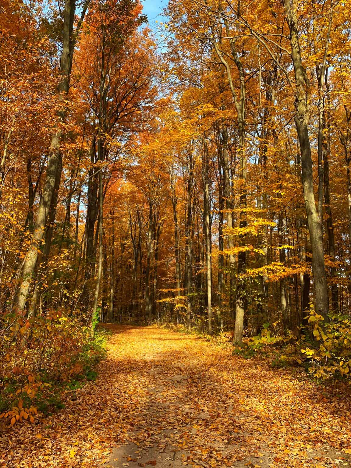 12 of the Best Fall Hikes in Halton and Peel - Gone With The Family