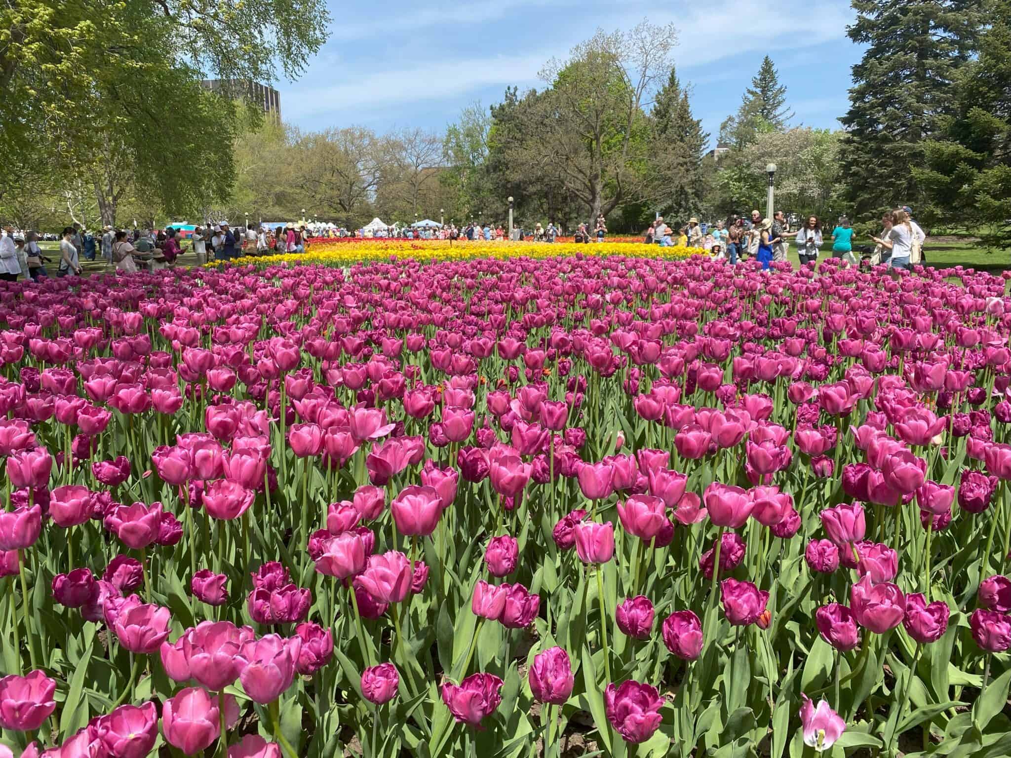 Celebrate Spring with a Visit to the Canadian Tulip Festival - Gone ...